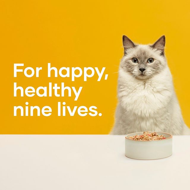 Slow Cooked Chicken Bowl for Cats | The Nosh Project