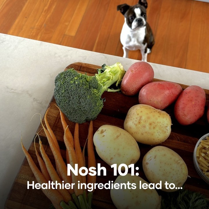 Allergy Support with Slow Cooked Pork for Dogs | The Nosh Project