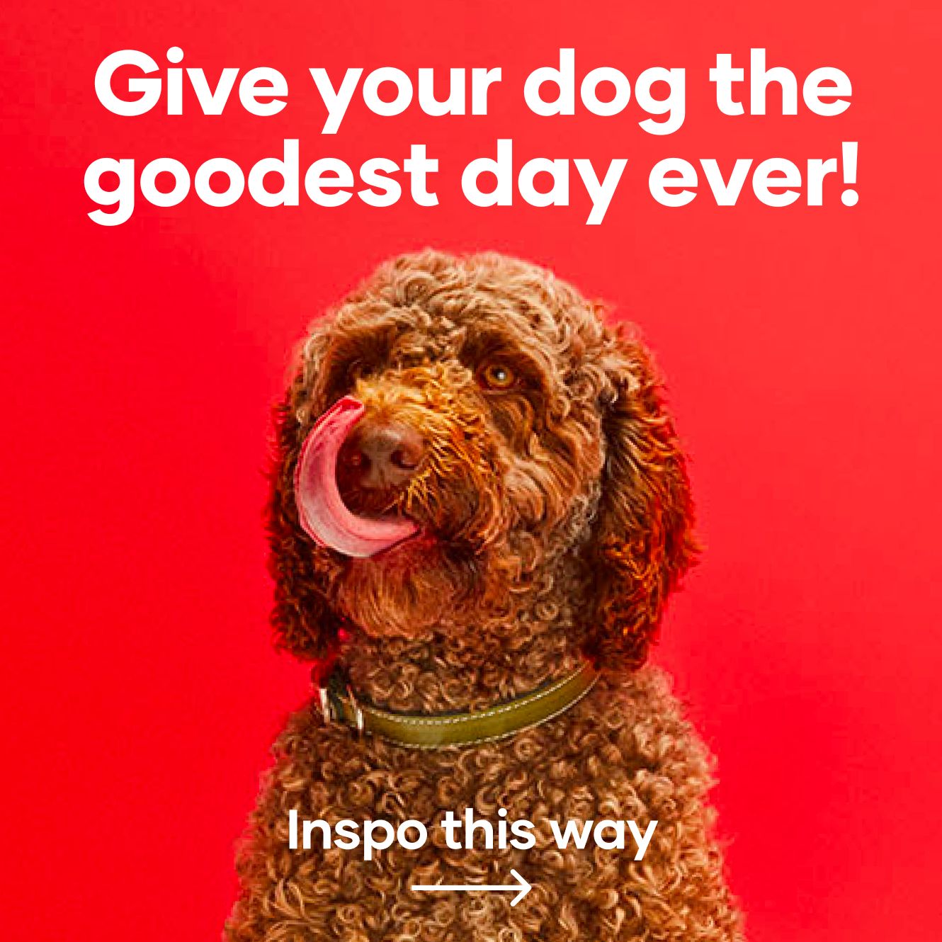 Human Grade Dog Food | The Nosh Project