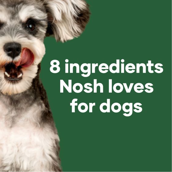 Slow Cooked Chicken Bowl for Kittens | The Nosh Project