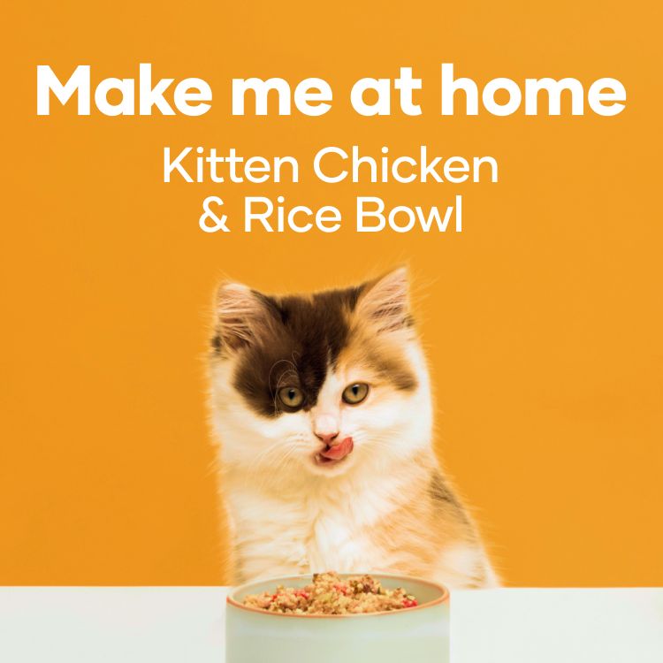 Slow Cooked Chicken Bowl for Kittens | The Nosh Project