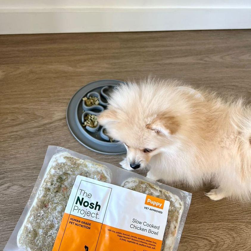 Slow Cooked Salmon Bowl for Dogs | The Nosh Project