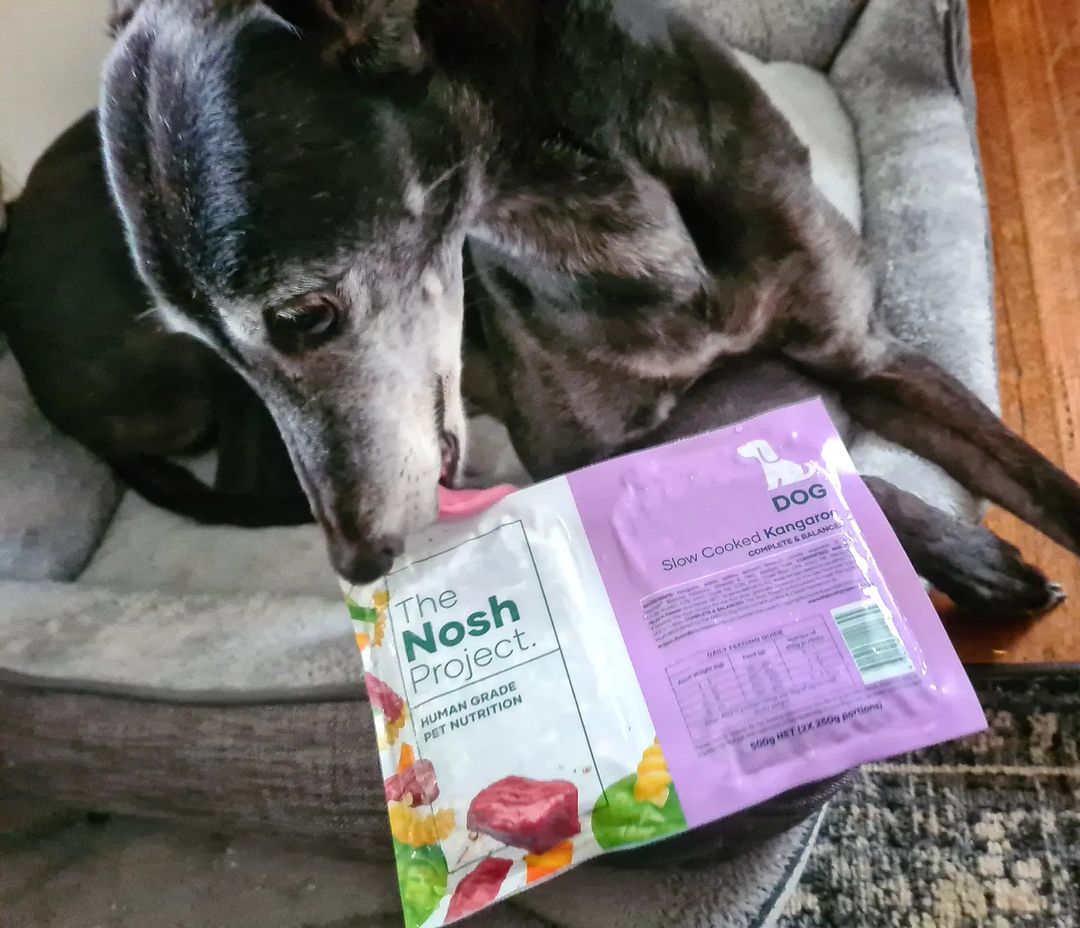 Slow Cooked Chicken Bowl for Kittens | The Nosh Project