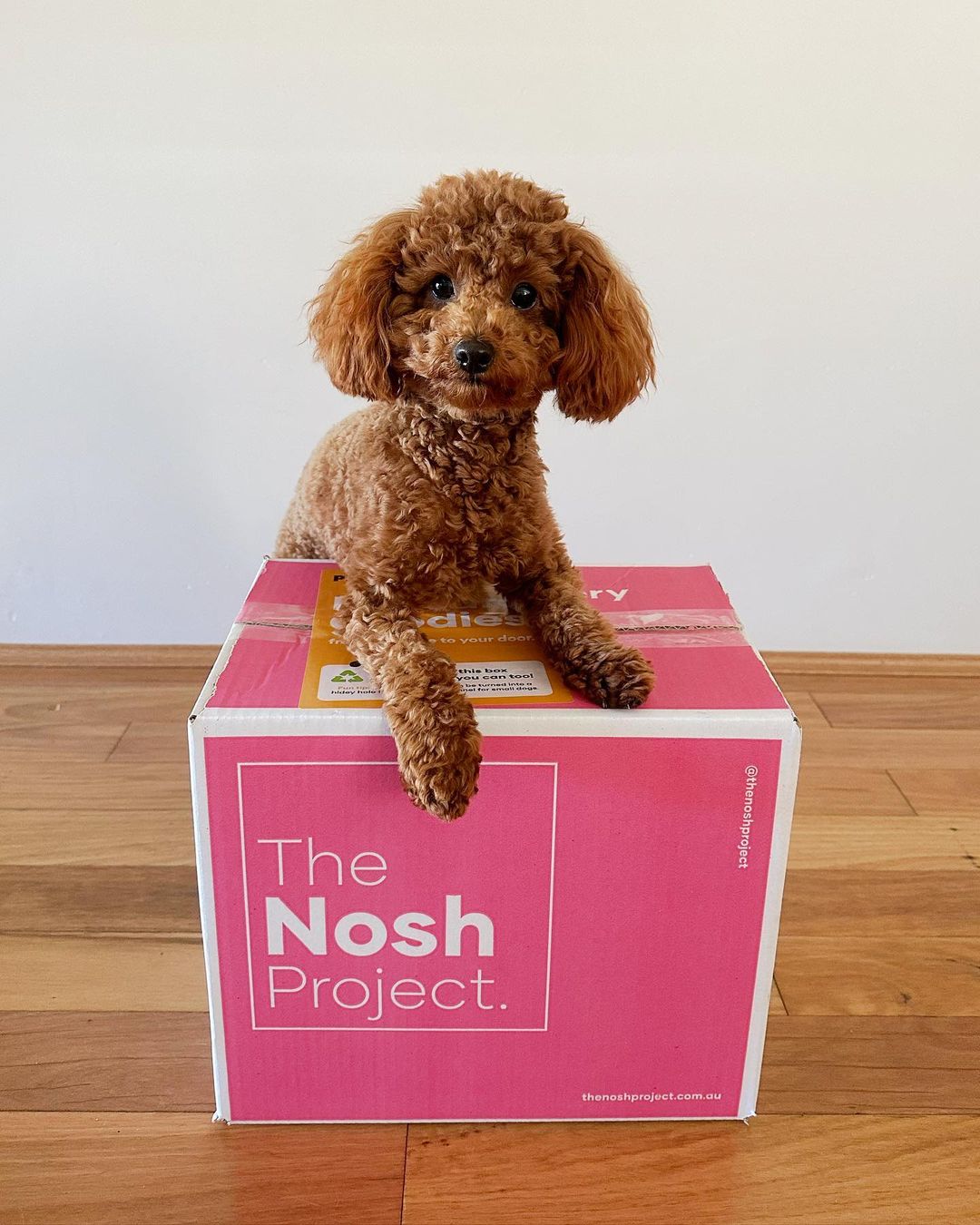 Slow Cooked Beef for Dogs | The Nosh Project