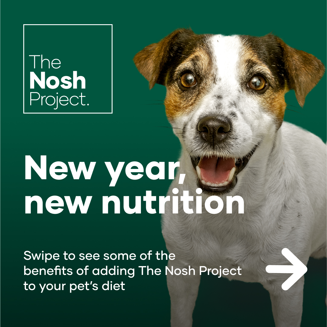 Slow Cooked Barramundi for Puppies | The Nosh Project